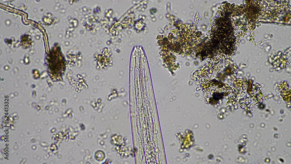 microorganisms and soil biology, with nematodes and fungi under the ...