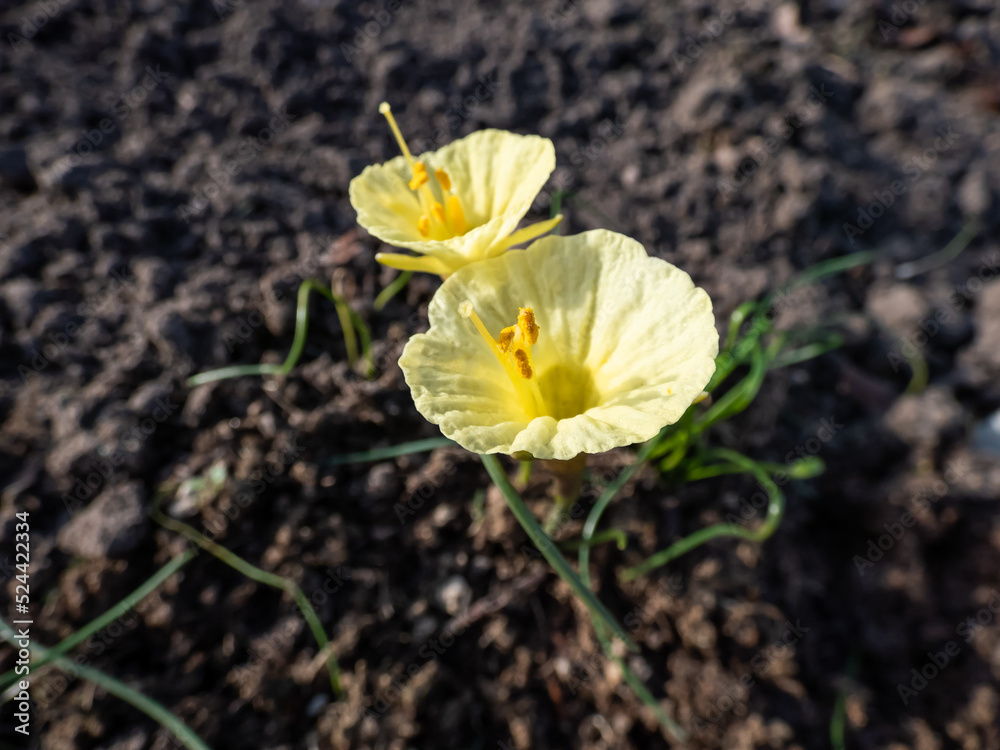 Flowering plant Narcissus romieuxii 'Julia Jane' - distinctive, early ...