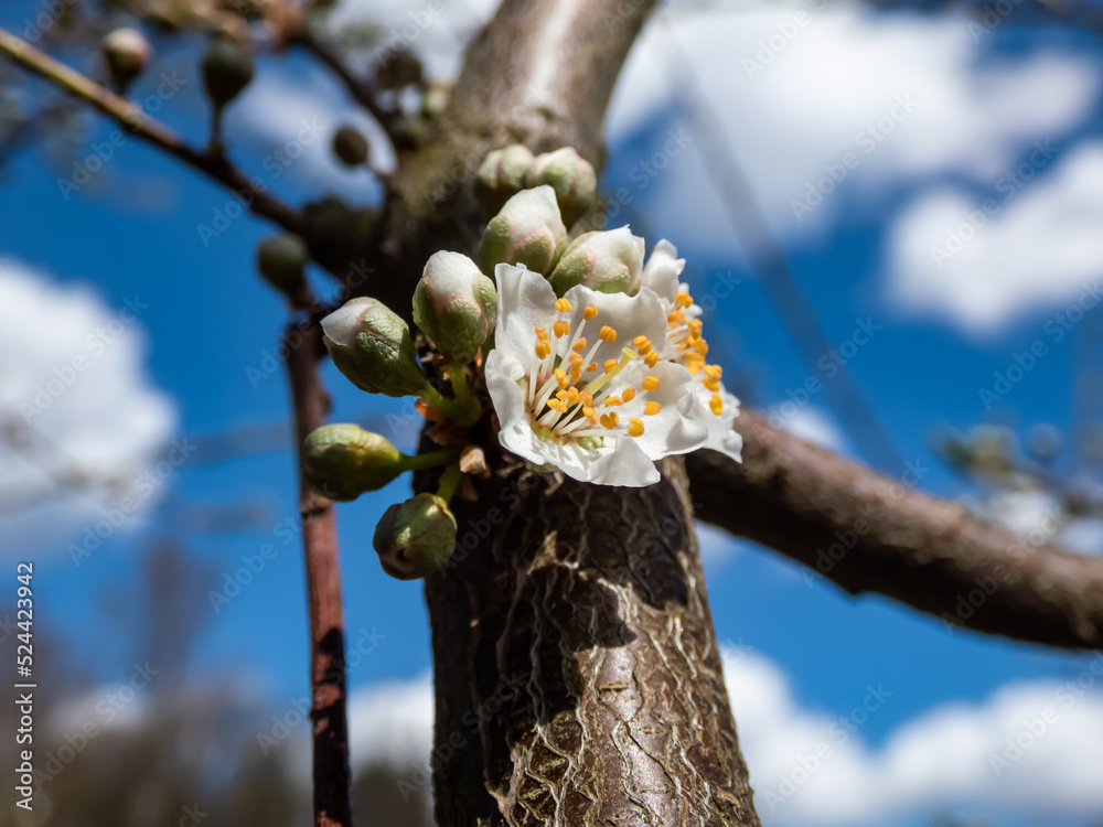 Myrobalan Tree