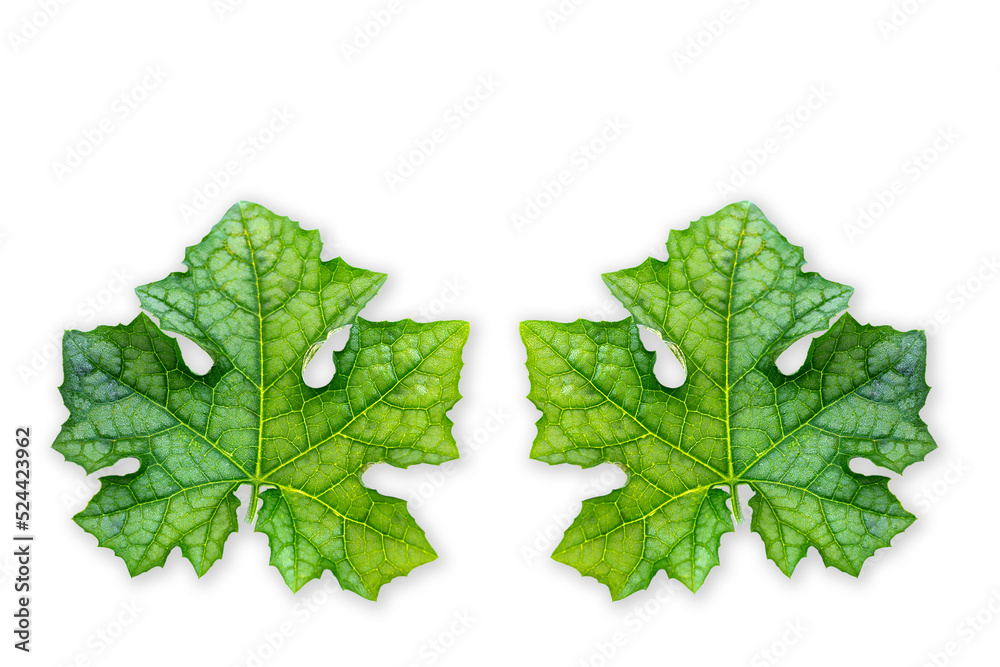 Green leaves isolated on white background,Zucchini leaf details ...