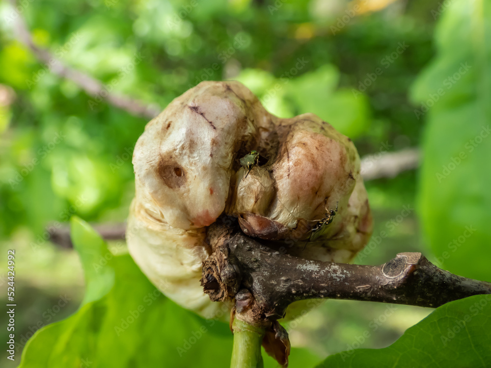 Young gall of gall wasp (Biorhiza pallida) on English oak (Quercus ...