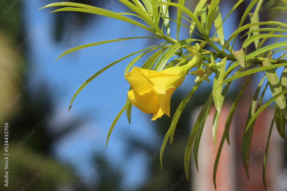 Cambodia. Cascabela thevetia. It is a relative of Nerium oleander ...