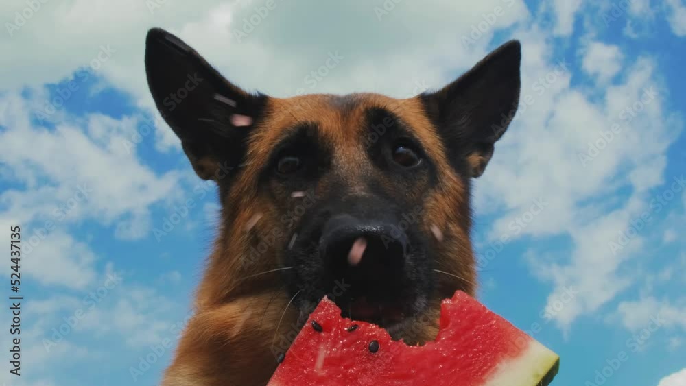 German shepherd dog enjoy eats watermelon in summer outside against ...