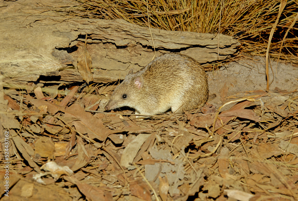 Golden bandicoot Stock Photo | Adobe Stock