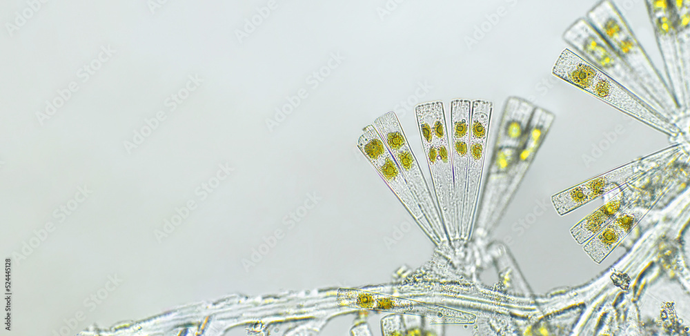 Freshwater Diatoms