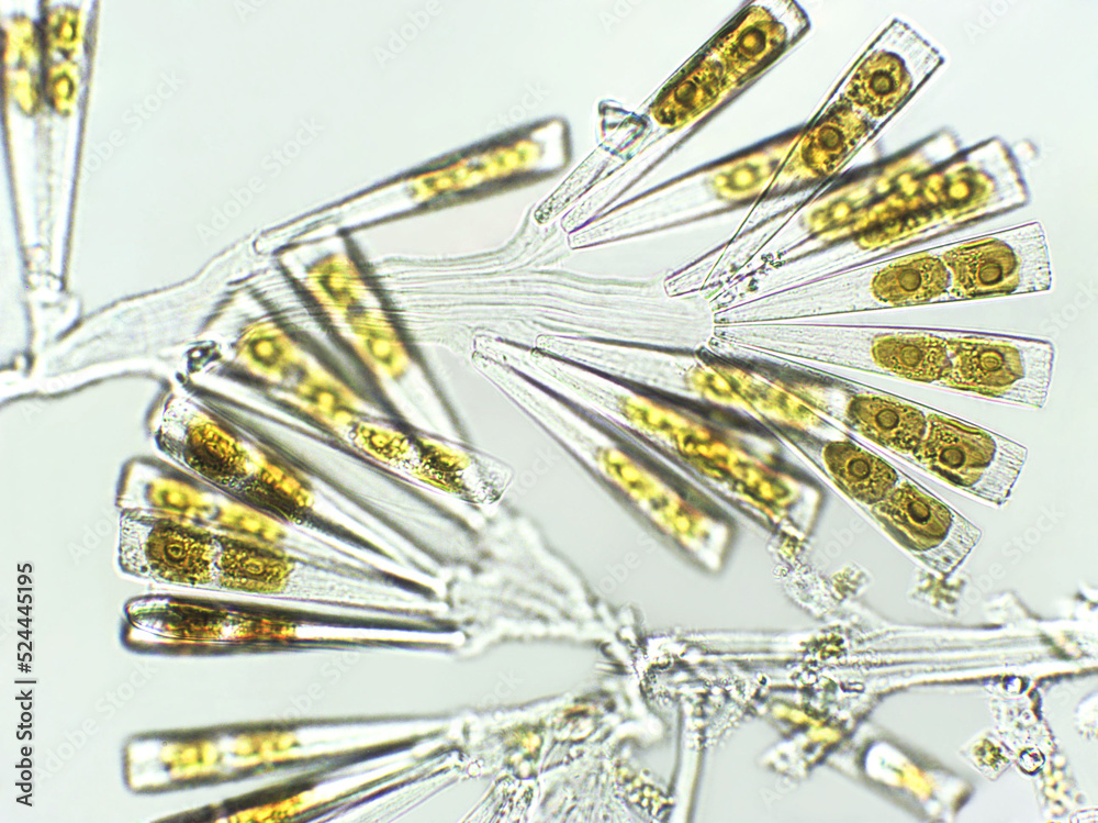 Freshwater Diatoms