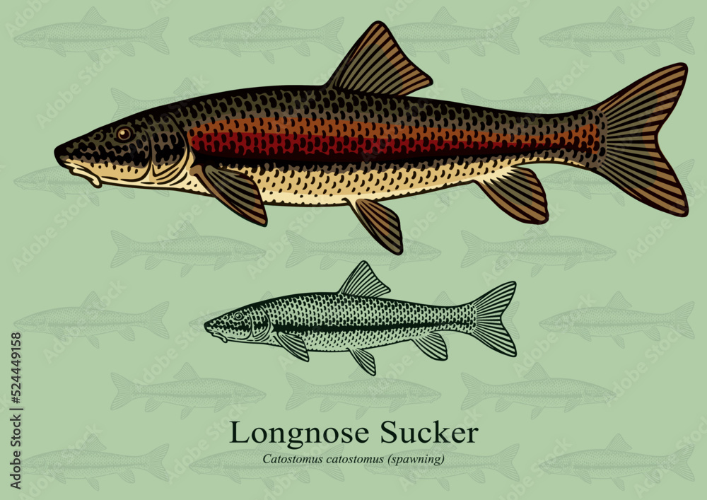 Longnose sucker. Vector illustration with refined details and optimized ...
