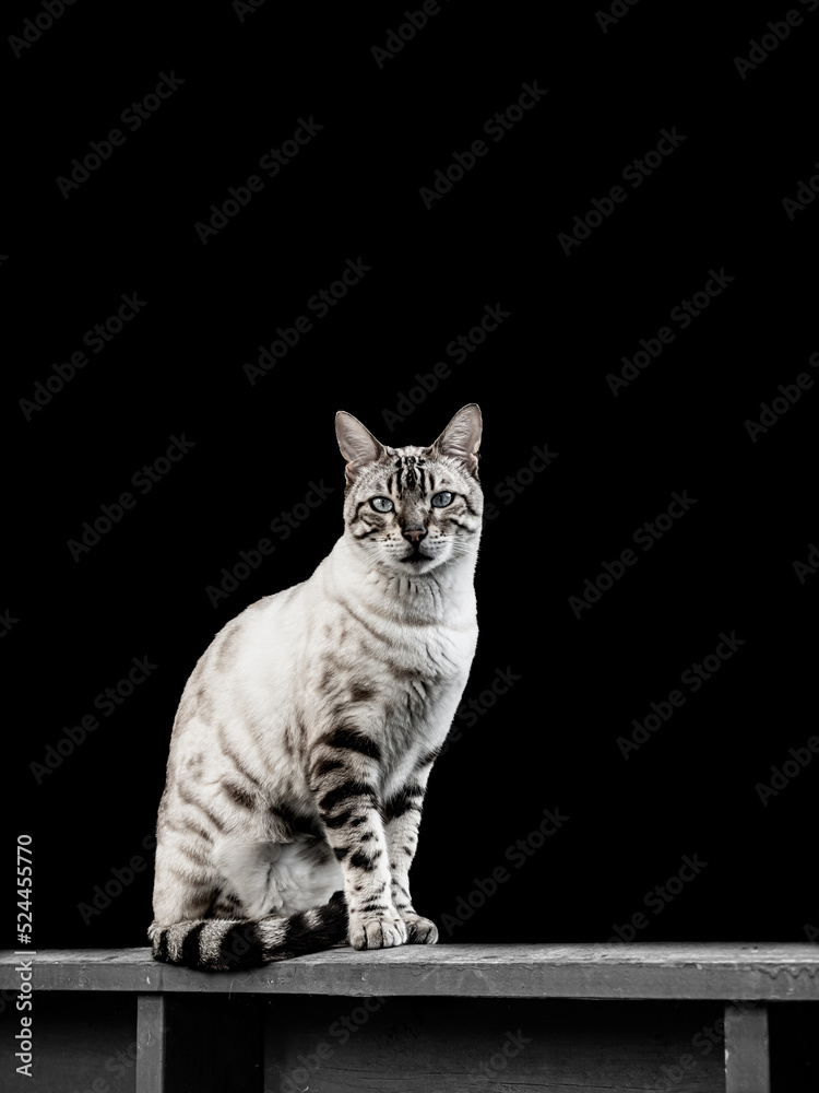 Beautiful portrait of domesticated cat with tiger and lynx spot and ...