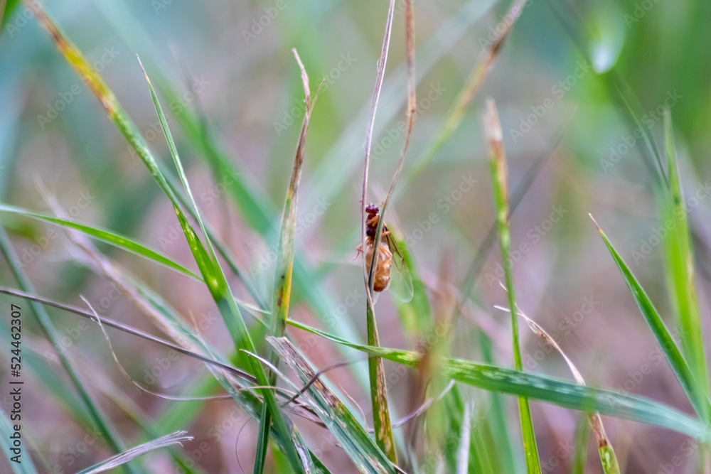Ant wedding flight with flying ants like new ant queens and male ant ...