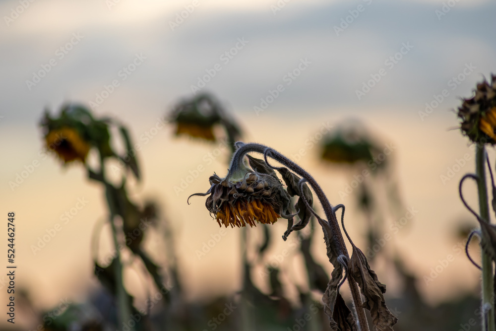 Drought with dry and withered sunflowers in extreme heat periode with ...