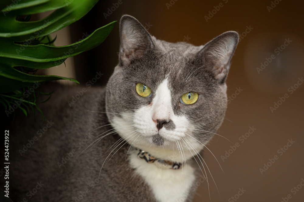Foto de Gato mesclado de cinza e branco de olhos verdes do Stock ...