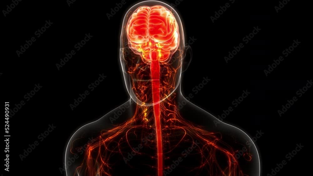 Central Organ of Human Nervous System Brain Anatomy Animation Concept ...