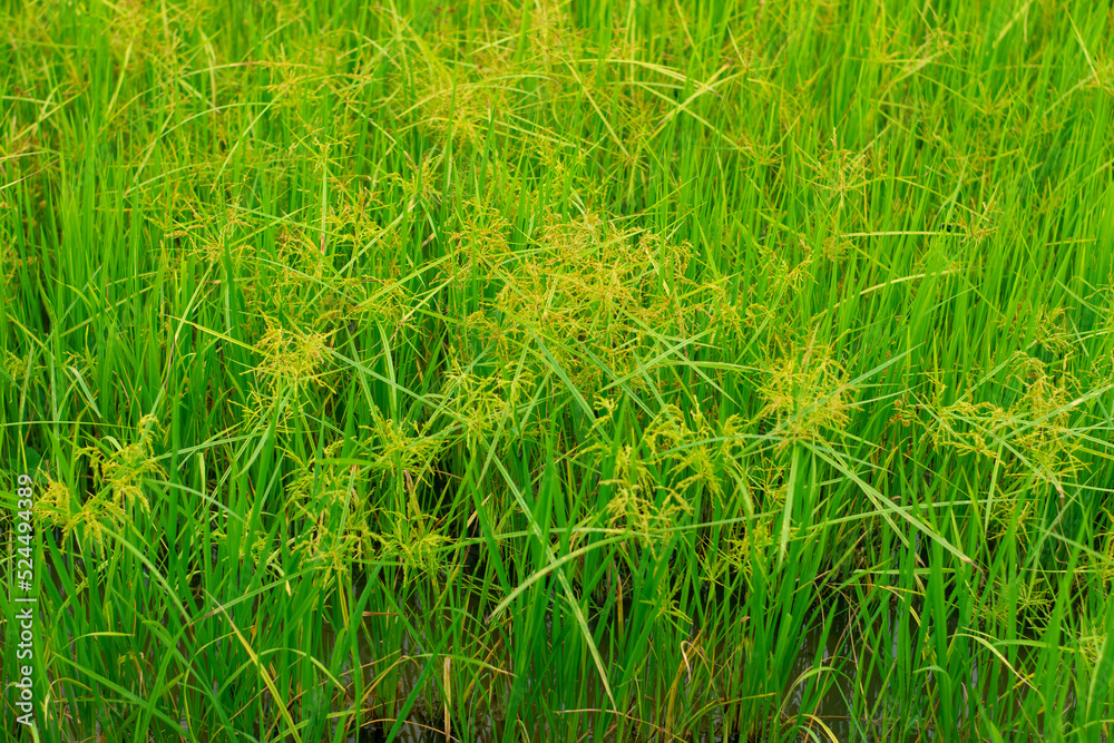 Oryza granulata ,Bird rice grass, weeds in tropical rice fields in ...