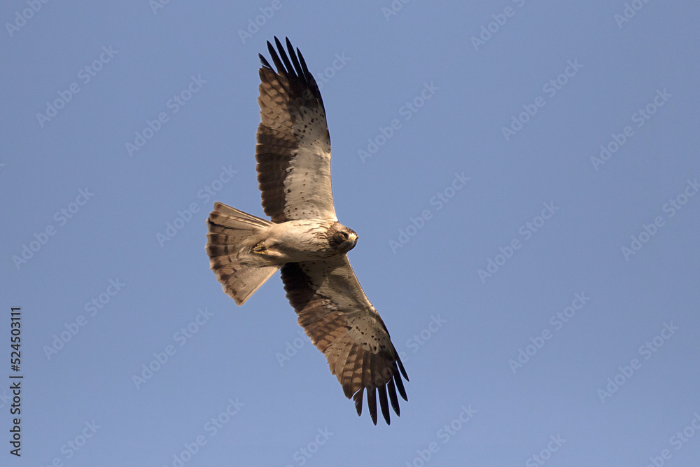 Booted eagle (Hieraaetus pennatus) in flight. A medium-sized mostly ...