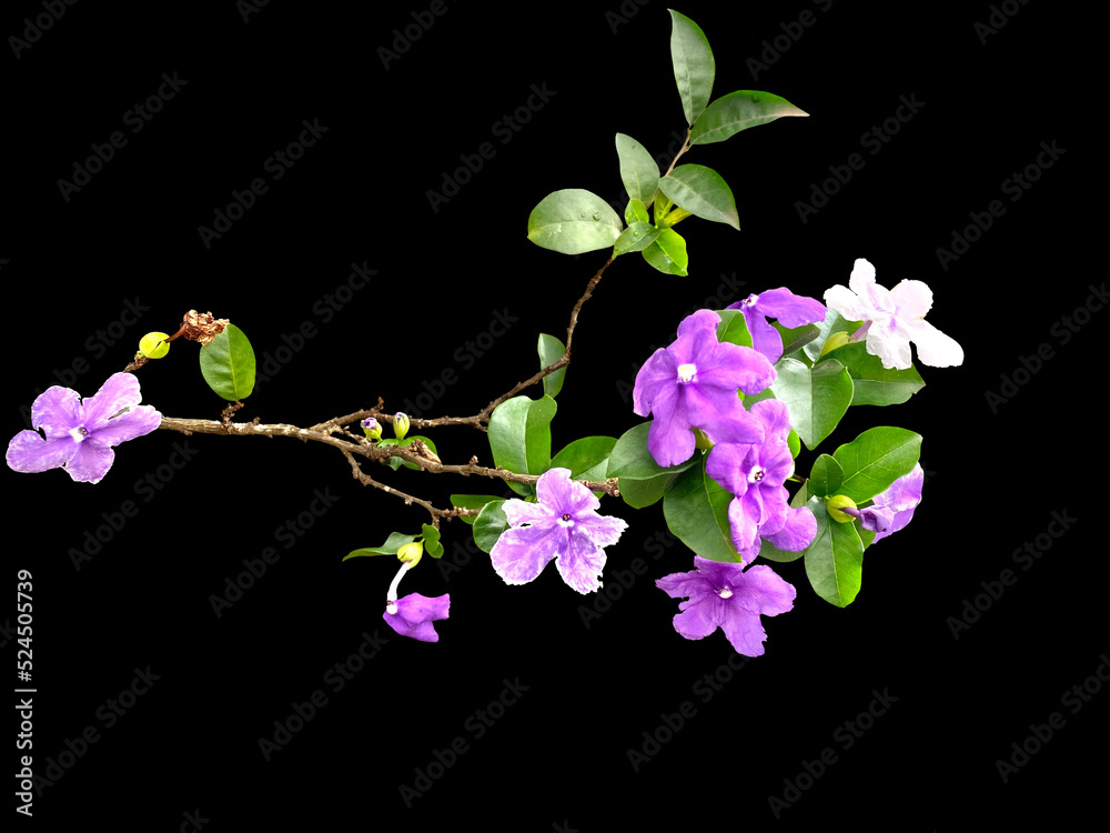 Purple, pink and white fragrant manaca flowers on black background and ...