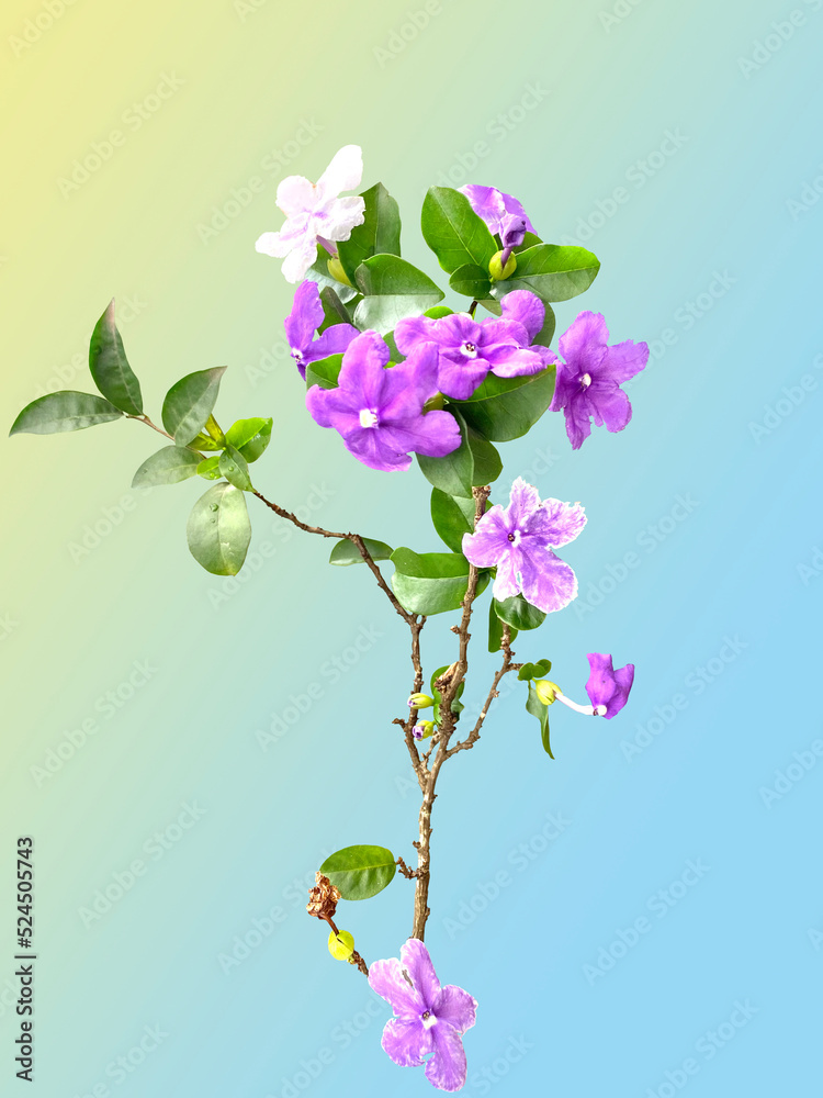 Purple, pink and white fragrant manaca flowers on yellow blue ...