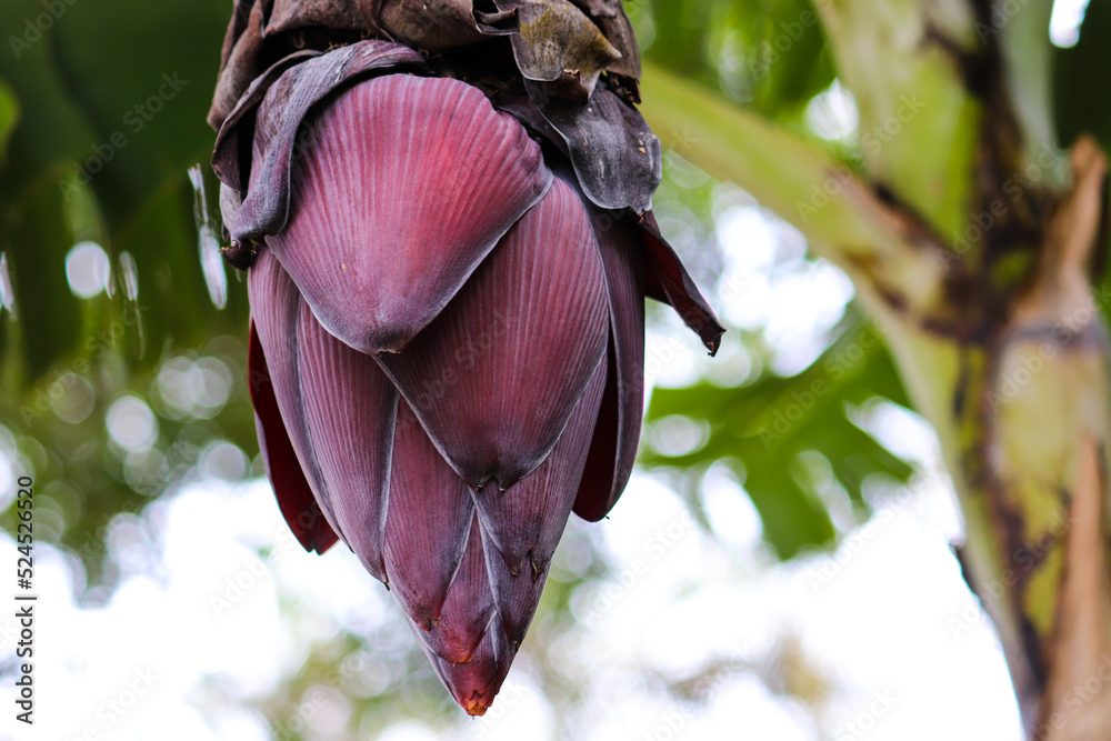The beauty of the banana flower. Popularly called the banana heart or ...