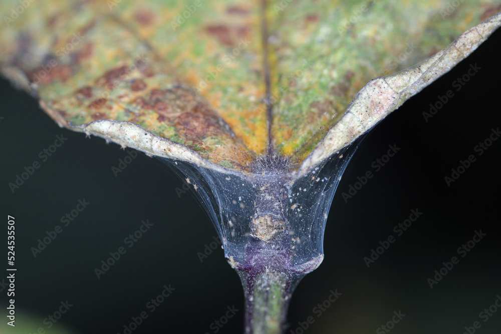 Tetranychus urticae (red spider mite or two-spotted spider mite) is a ...