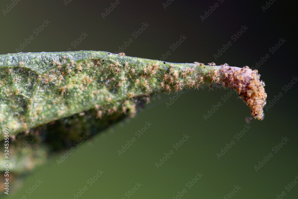 Tetranychus urticae (red spider mite or two-spotted spider mite) is a ...