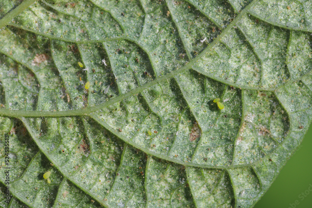 Tetranychus urticae (red spider mite or two-spotted spider mite) is a ...