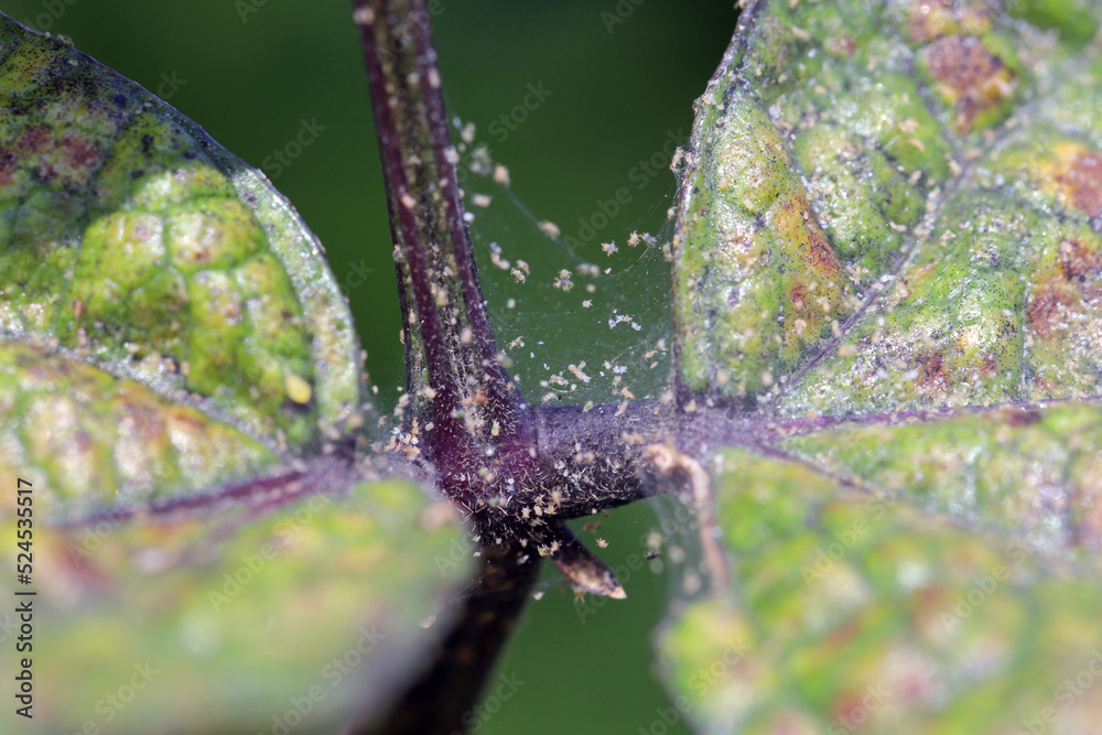 Tetranychus urticae (red spider mite or two-spotted spider mite) is a ...