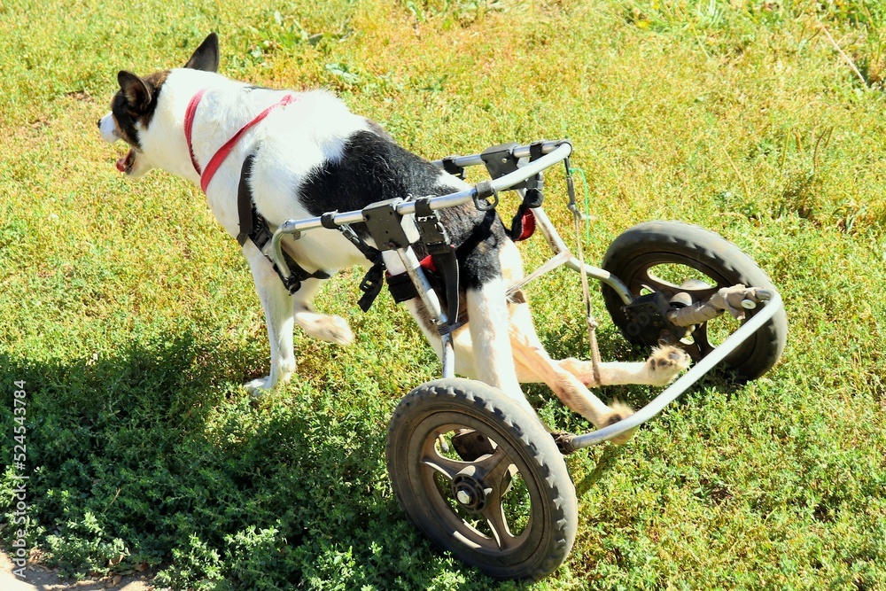 A disabled dog with paralyzed hind legs with a special device on wheels ...