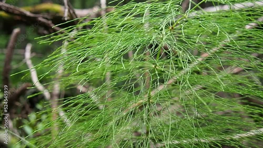 Horsetail Equisetum, genus of vascular plants, department Equisetophyta ...