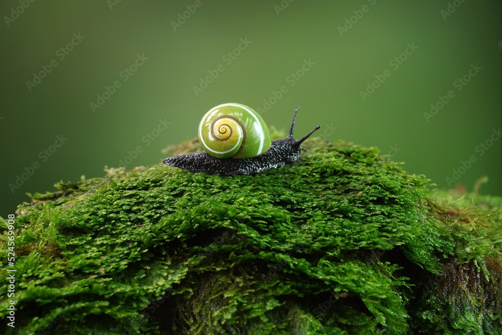 Cuban snail (Polymita picta) world most beautiful land snails from Cuba ...