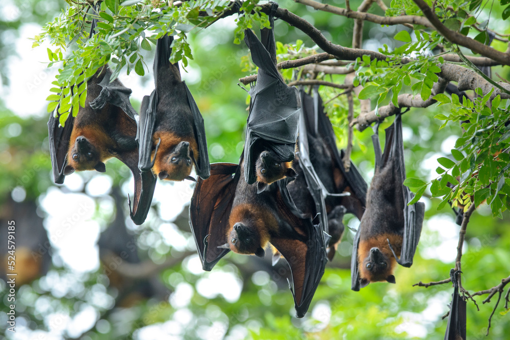 Bat hanging upside down on the tree branch Stock Photo | Adobe Stock