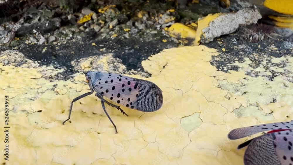 A macro extreme close up view of a Spotted Lanternfly, an invasive ...