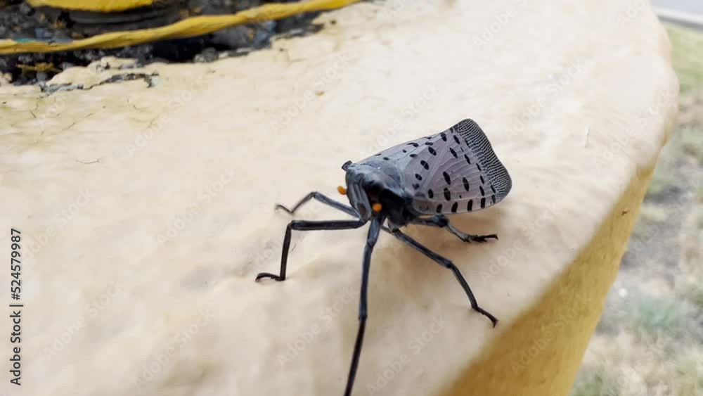 A macro extreme close up view of a Spotted Lanternfly, an invasive ...