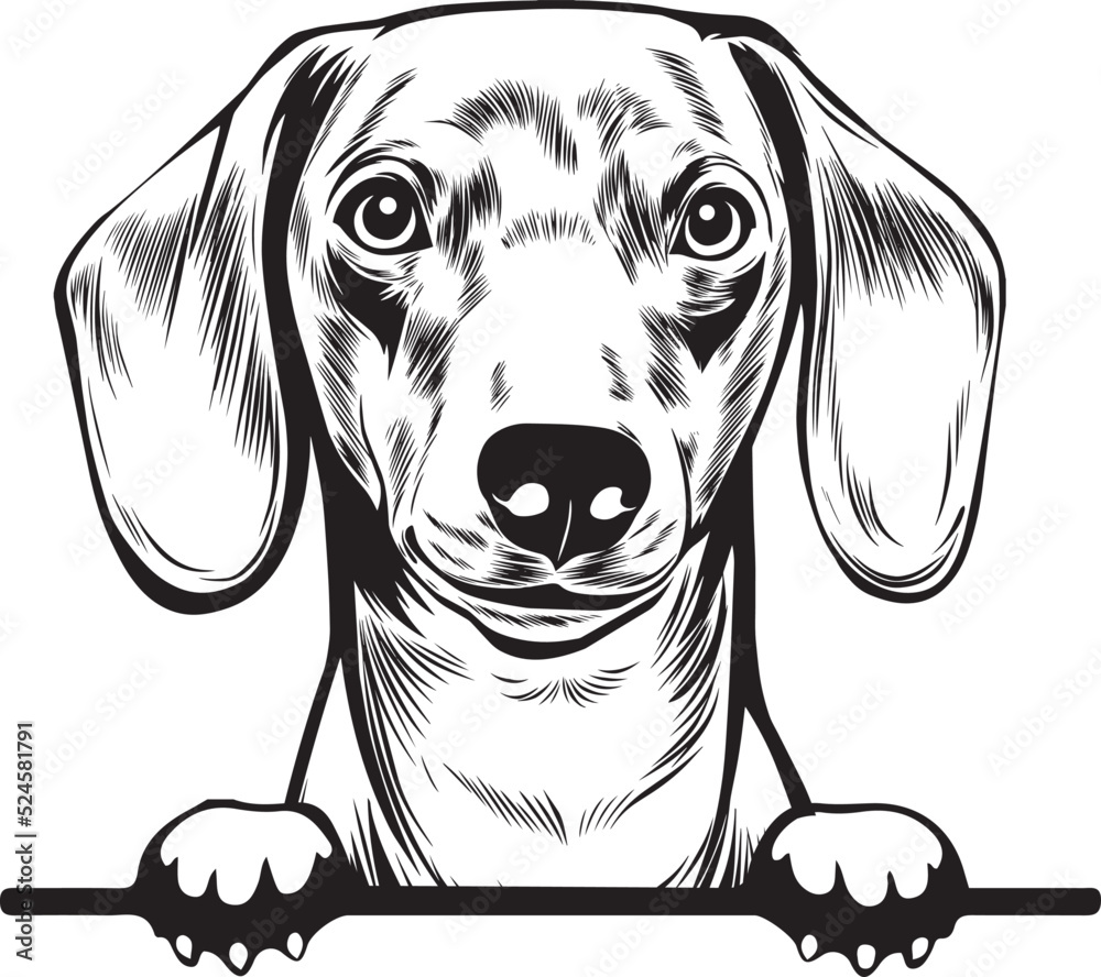 Dachshund Peek A Boo | Peekaboo | Peeking Dog Face vector eps Stock ...