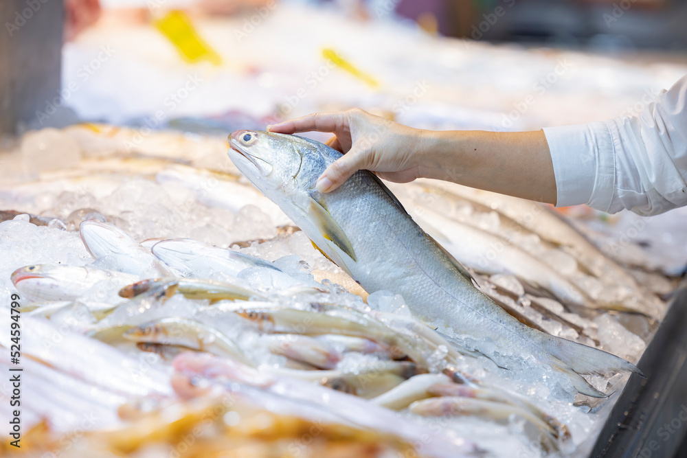 Threadfin Fish Threadfin Salmon