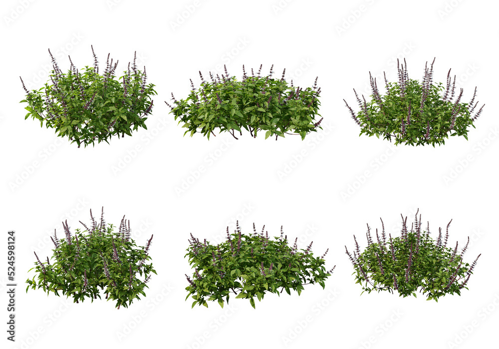 Shrubs and flower on a transparent background Stock Illustration ...