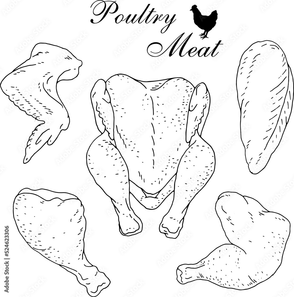 Poultry meat. Fresh raw chicken. Hand drawn line art vector ...