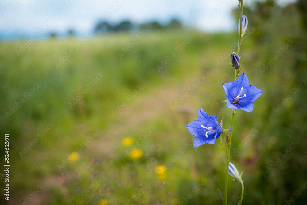 Blue flower of Campanula persicifolia. Image from the pilgrim route to ...