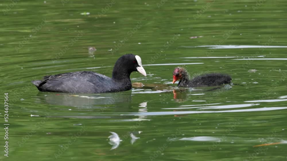 The Eurasian coot, Fulica atra, also known as the common coot, or ...