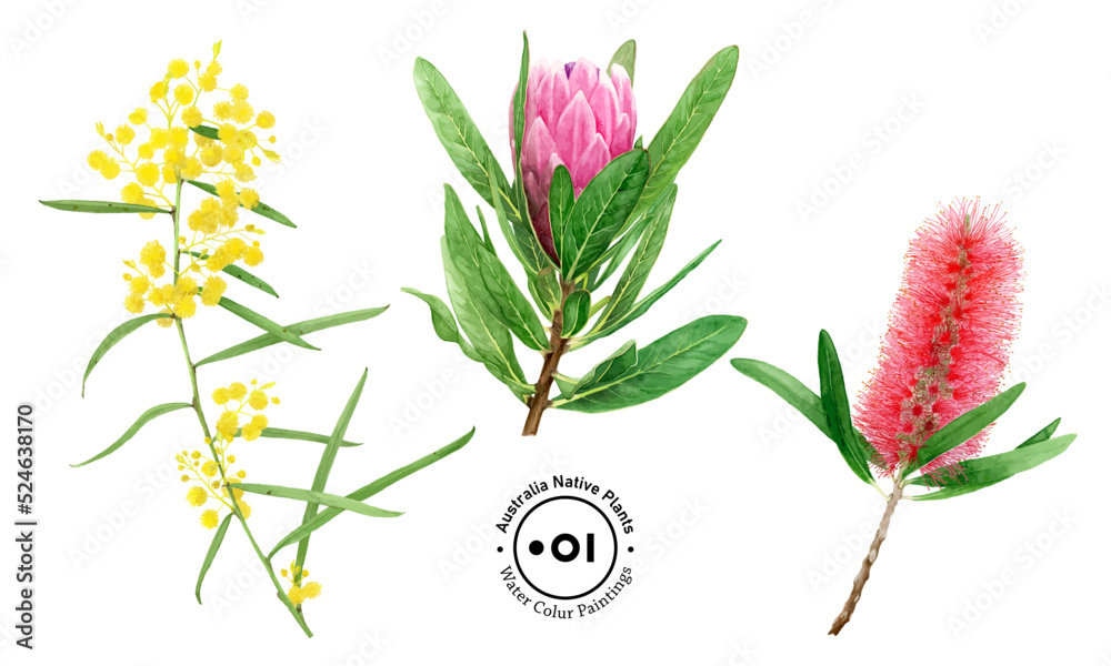 Australia Native Plants // Acacia // Protea // Bottlebrush Stock Vector ...