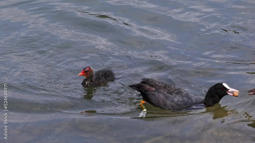 The Eurasian coot, Fulica atra, also known as the common coot, or ...