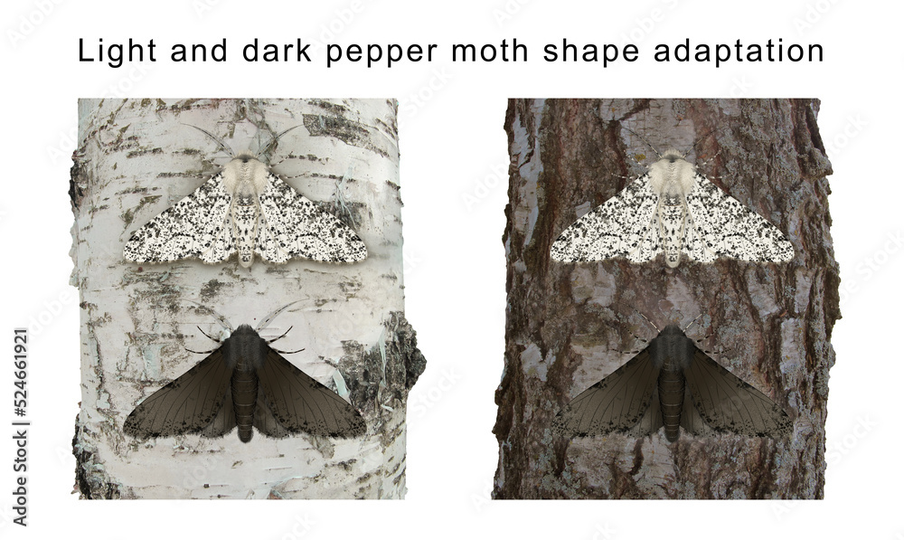 Light and dark pepper moth shape adaptation Stock Illustration | Adobe ...