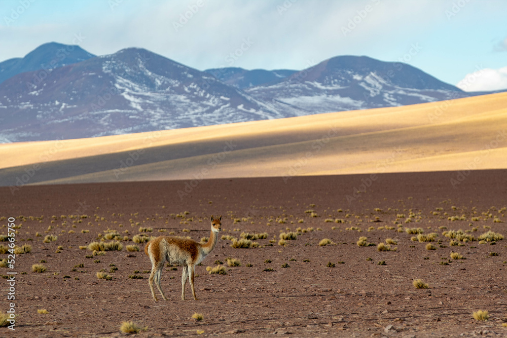 Vicuña curiosa en el desierto de atacama Stock Photo | Adobe Stock