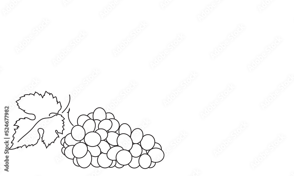 Bunches of grapes. Vine. Vector line drawing on white or transparent ...