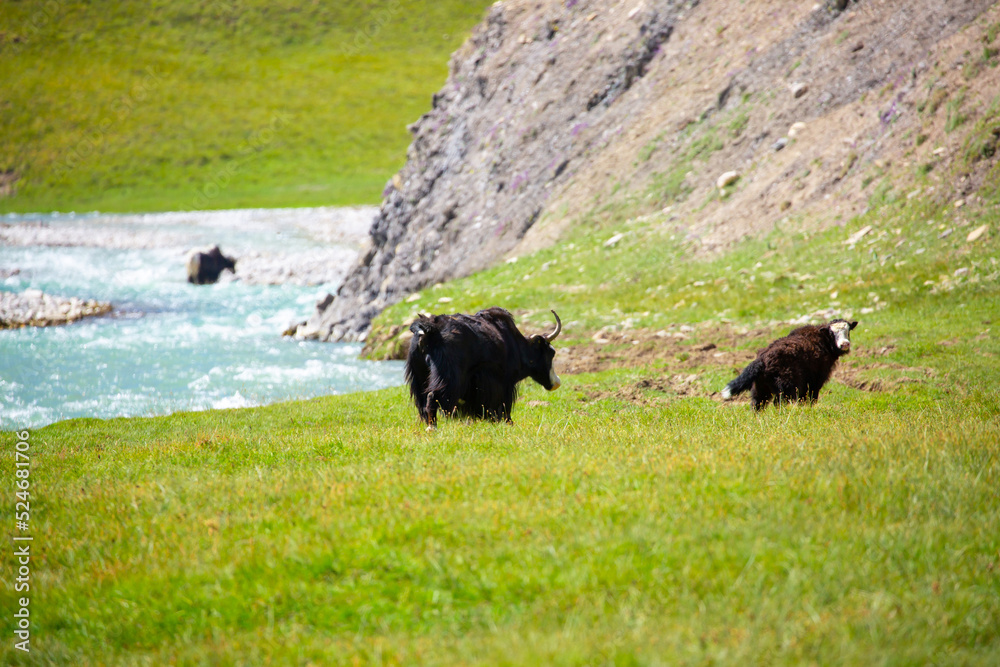 A herd of yaks graze in the mountains. Himalayan big yak in a beautiful ...