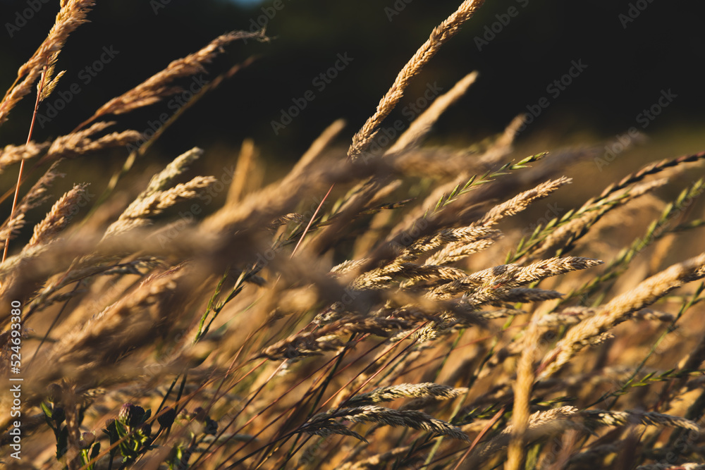 Beautiful soft focused grasses and seidges on beautiful sunny day ...