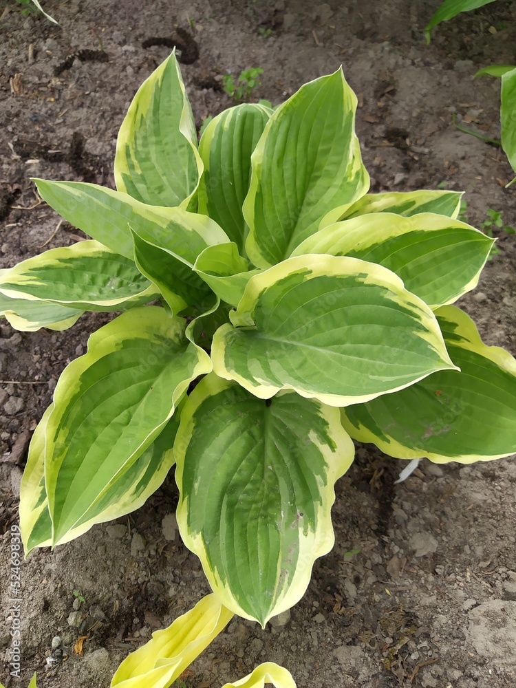Perennial hosta bush with veins and yellow-green oblong leaves in the ...
