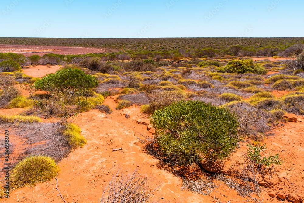 Australian bushland landscape with green shrubs. Drought tolerant ...