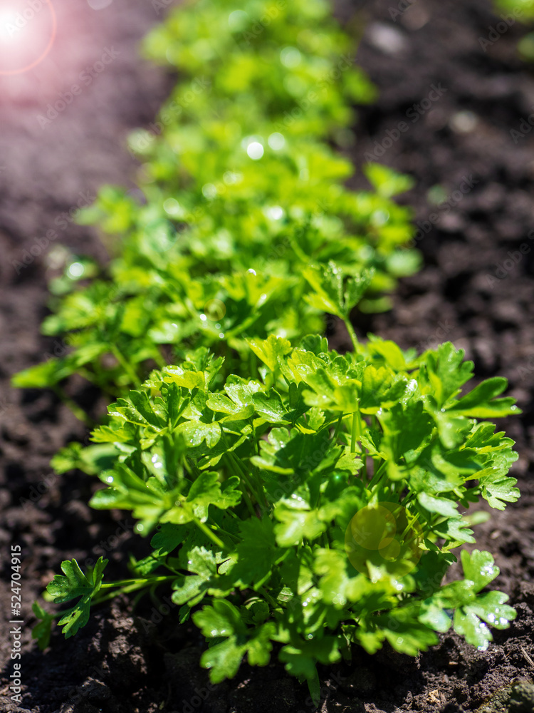 The process of growing cilantro coriander. Young cilantro coriander in ...