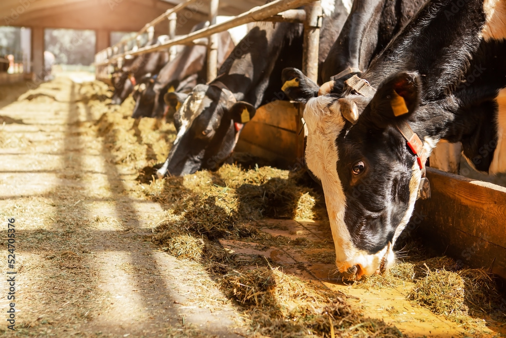 Cows are in a row, on a dairy farm, eating hay, the general plan. Stock ...
