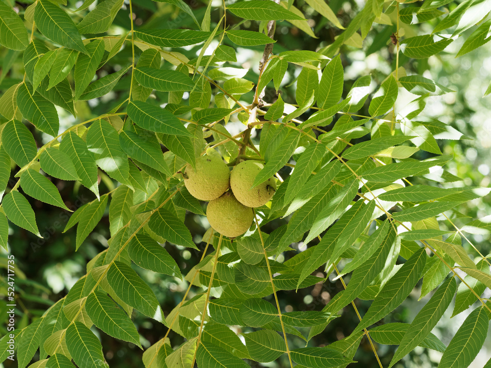 Juglans nigra | Eastern American black walnut. Stems with pointed ...