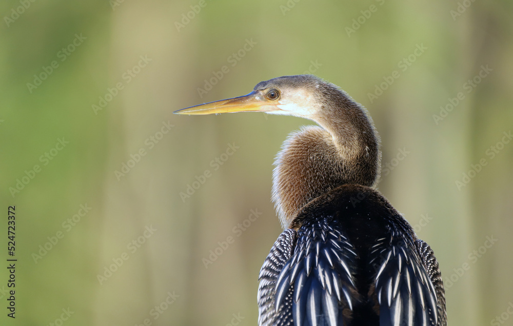 Profile of the head of an Anhinga wading bird. Stock Photo | Adobe Stock